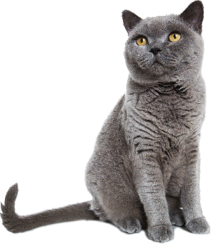 Breed Review: Korat Cats and Kittens - Argos Pet Insurance