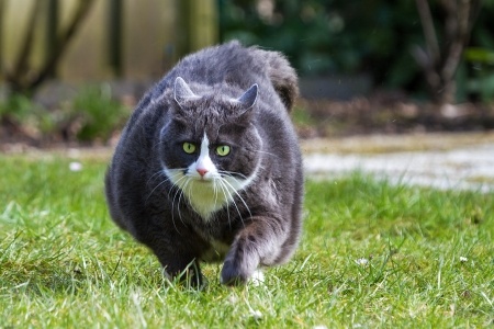 How To Tell If Your Cat Is Overweight | Argos Pet Insurance